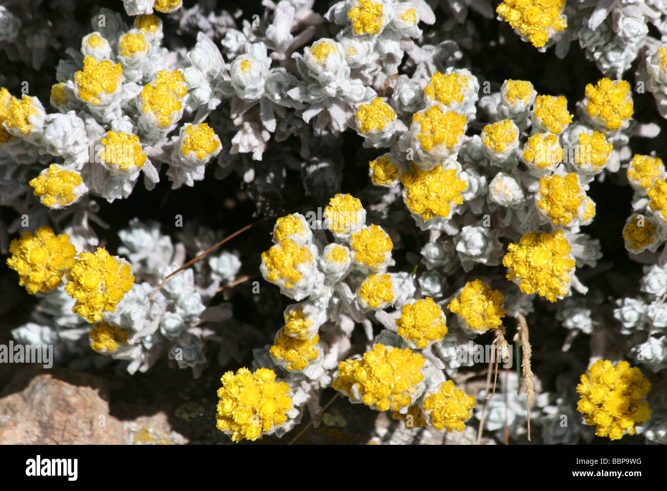 Ethiopia national flower hi-res stock photography and images - Alamy