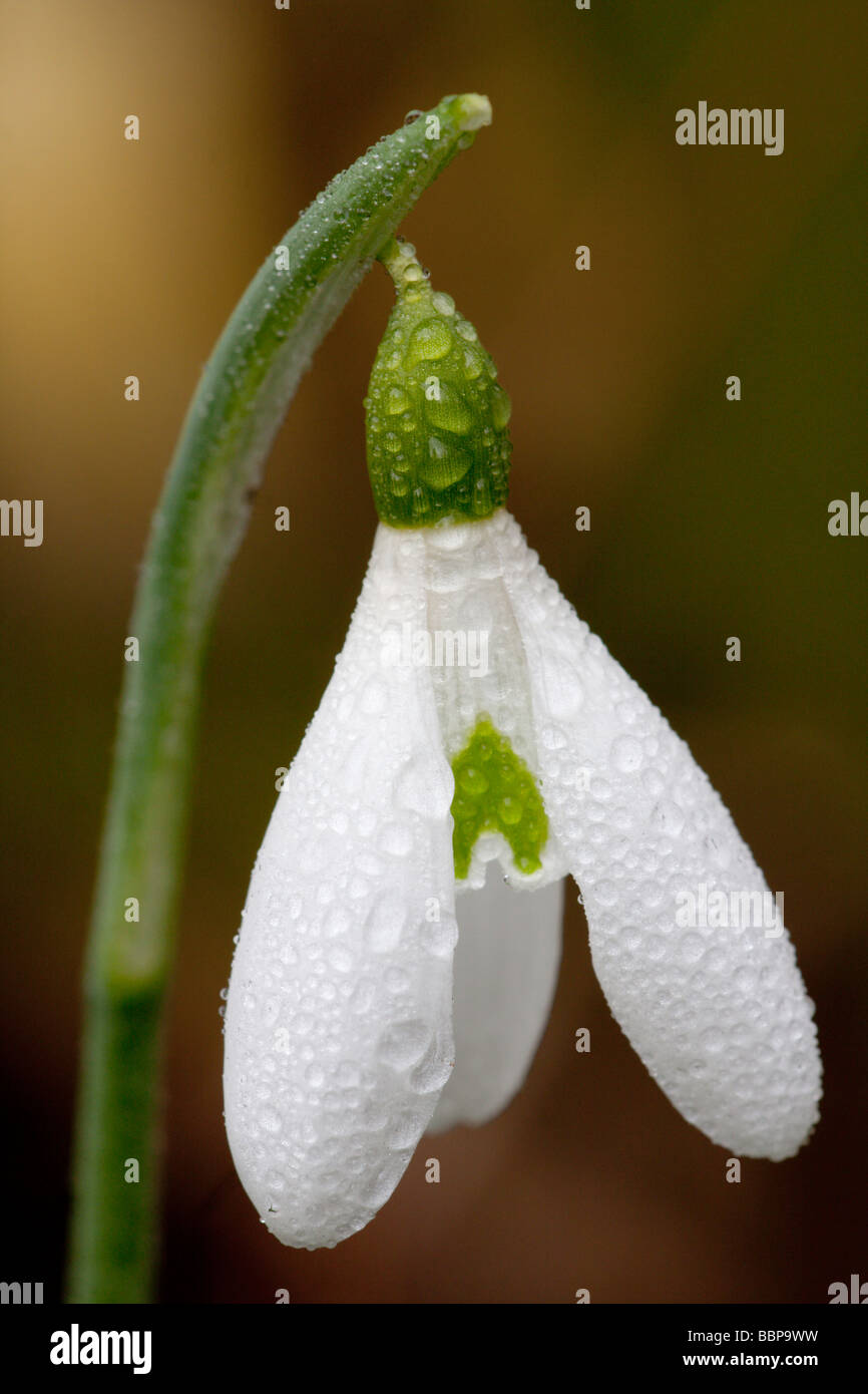 Snow drop with raindrops Stock Photo - Alamy