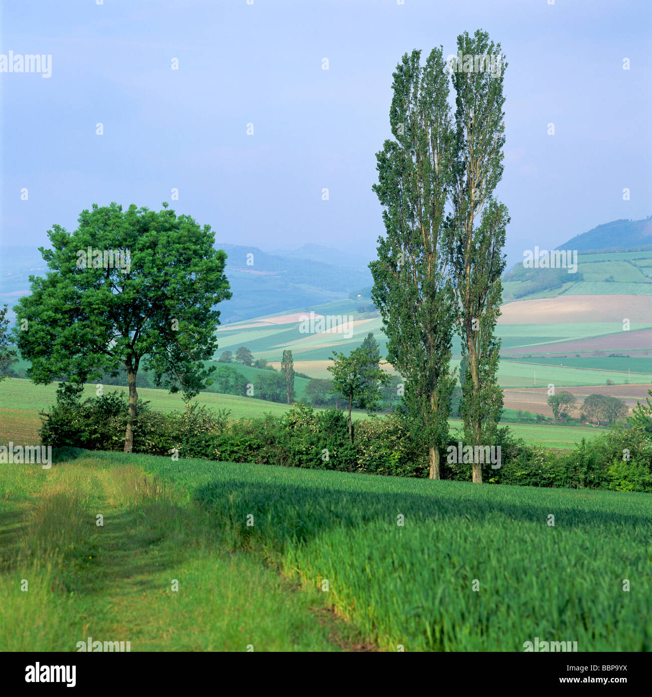 Hilly landscape trees hi-res stock photography and images - Alamy