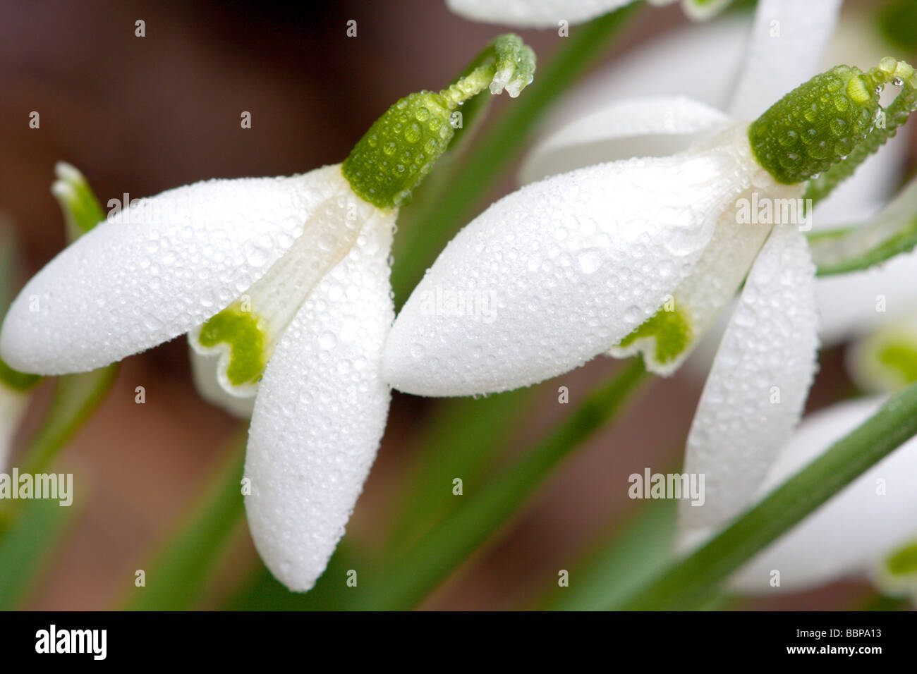 Snow drops with raindrops Stock Photo - Alamy