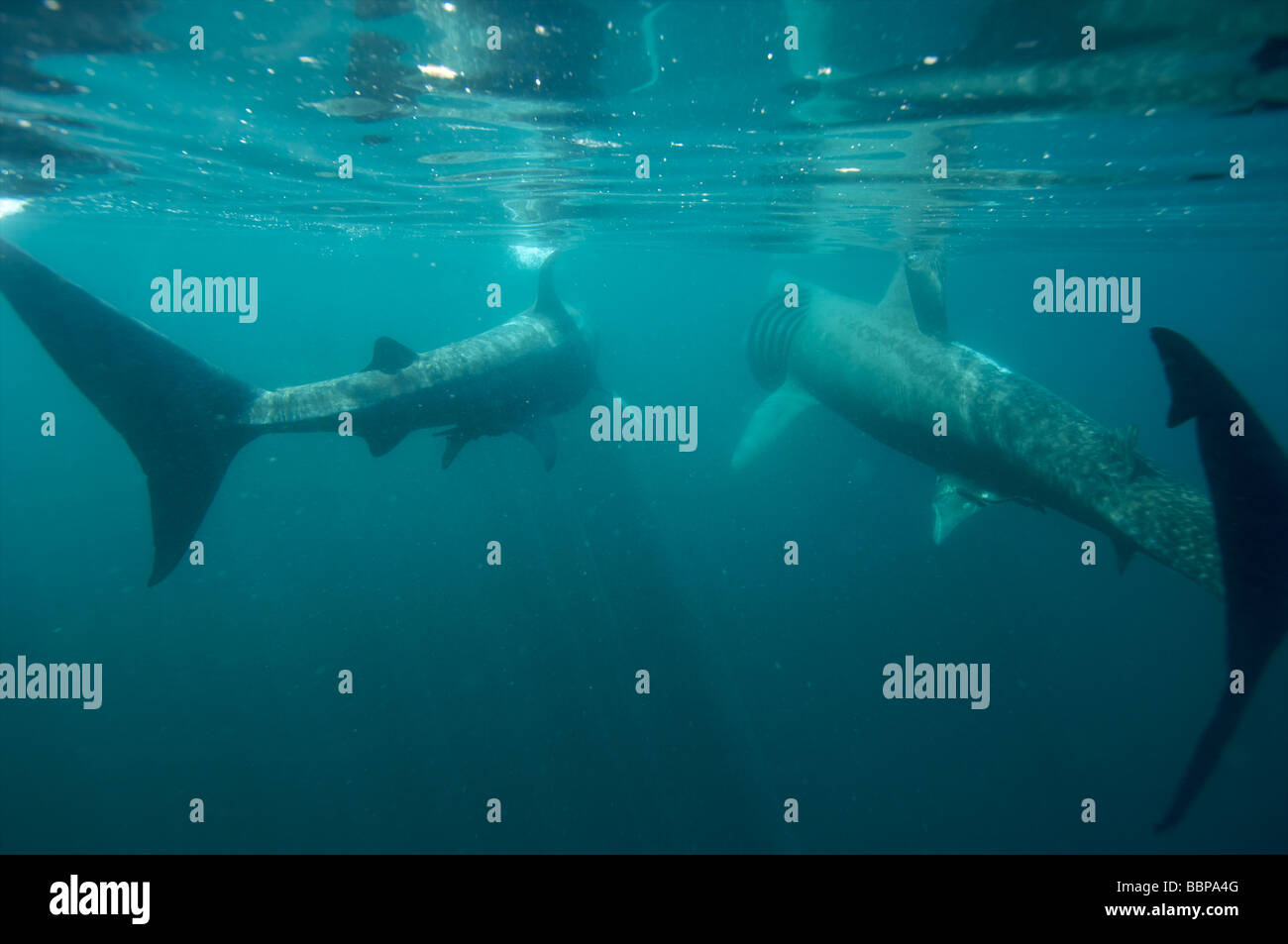 Basking shark feeding of the Cornish Coastline Cornwall UK Stock Photo ...