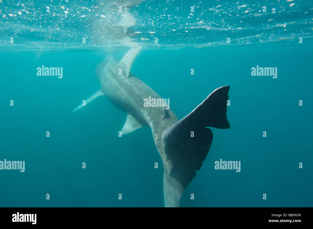 Basking shark feeding of the Cornish Coastline Cornwall UK Stock Photo ...