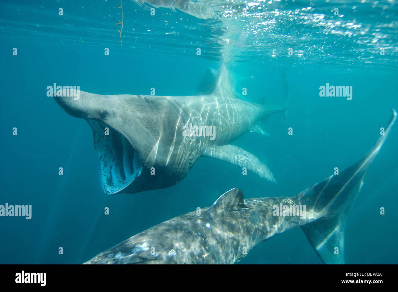 Basking shark hi-res stock photography and images - Alamy