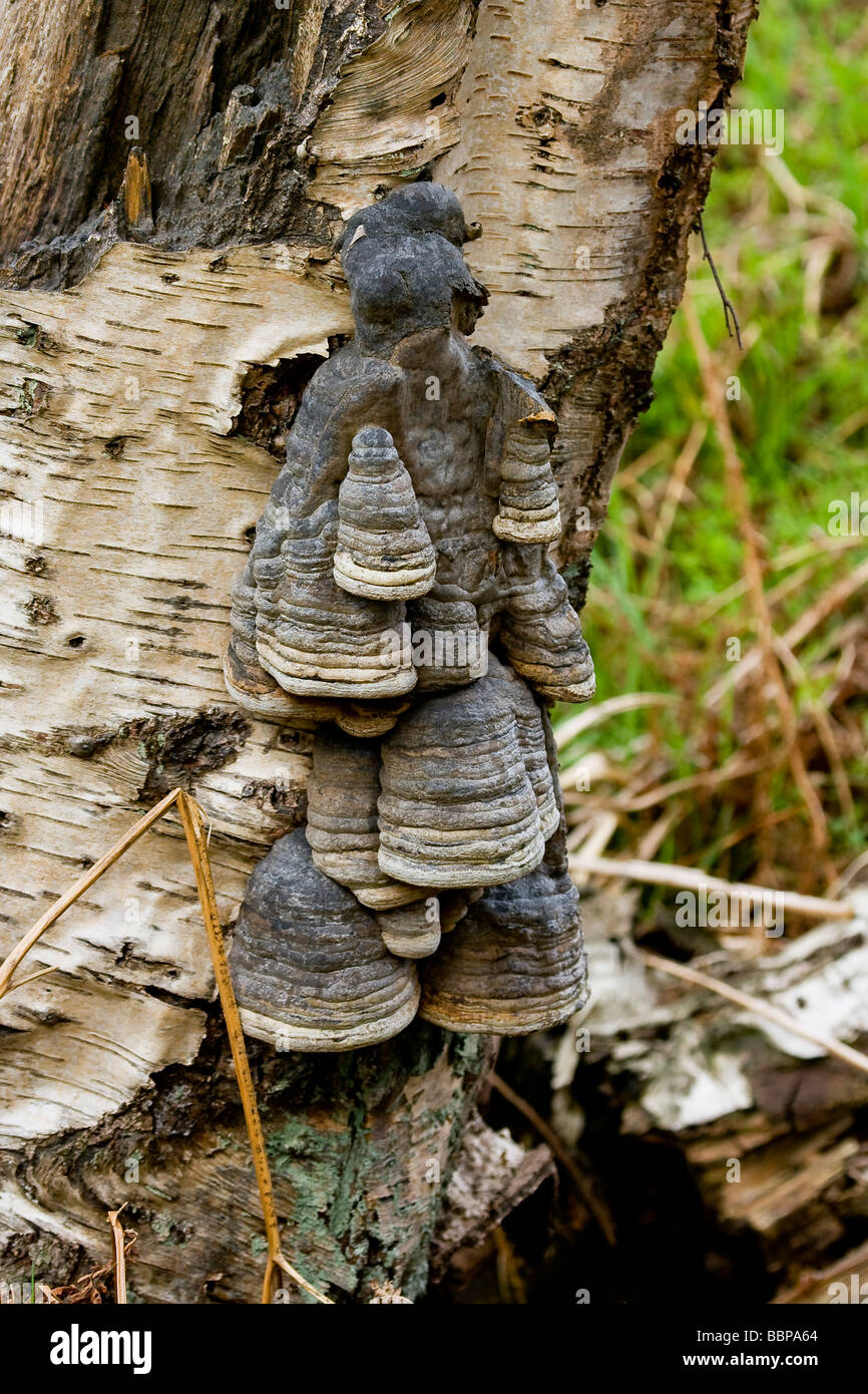 Hoof fungus silver birch hi-res stock photography and images - Alamy