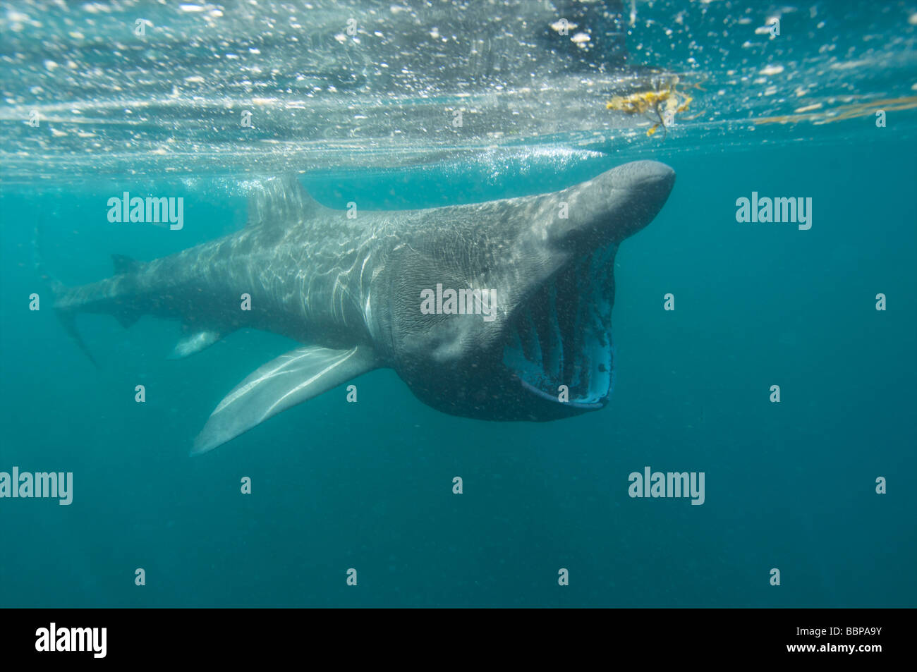 Basking shark gill rakers hi-res stock photography and images - Alamy