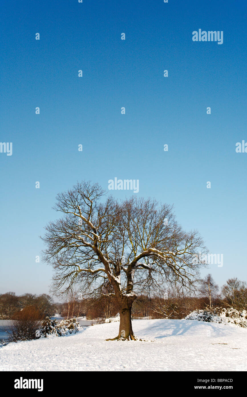 English oak tree in winter hi-res stock photography and images - Alamy