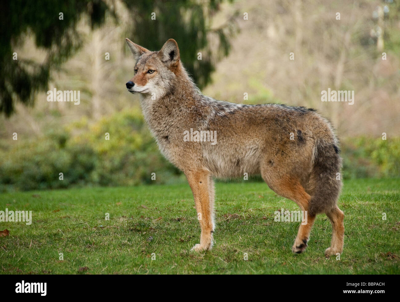 Coyote hi-res stock photography and images - Alamy