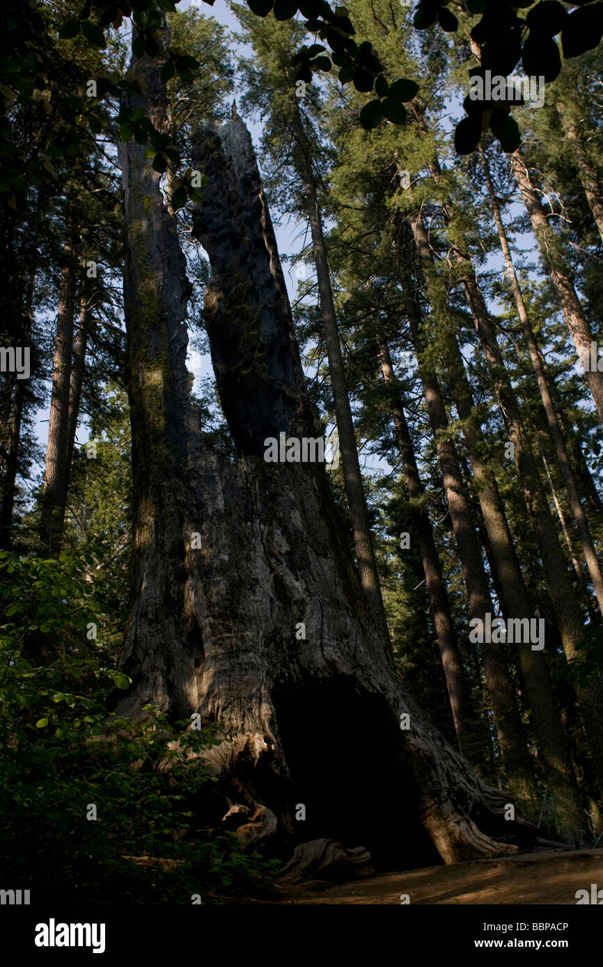 Dead Giant Sequoia tree in Yosemite National Park, California Stock ...