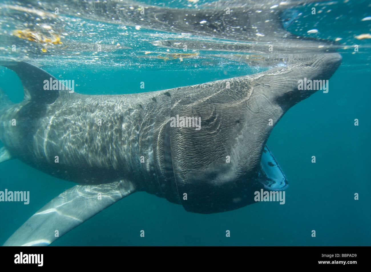 Basking shark feeding of the Cornish Coastline Cornwall UK Stock Photo ...