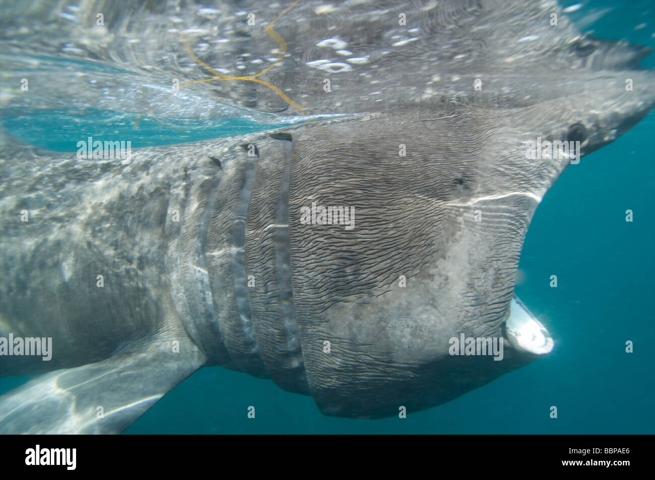 Gill rakers hi-res stock photography and images - Alamy