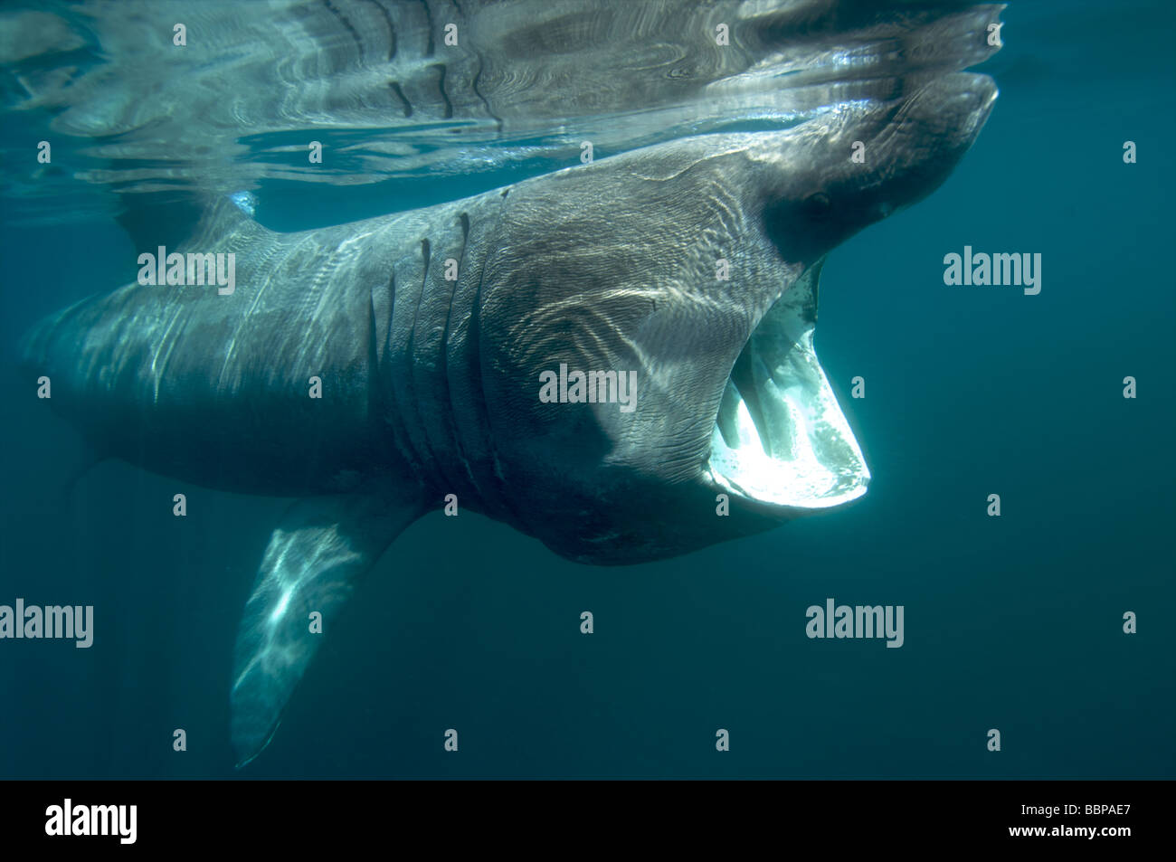 Basking shark feeding of the Cornish Coastline Cornwall UK Stock Photo ...