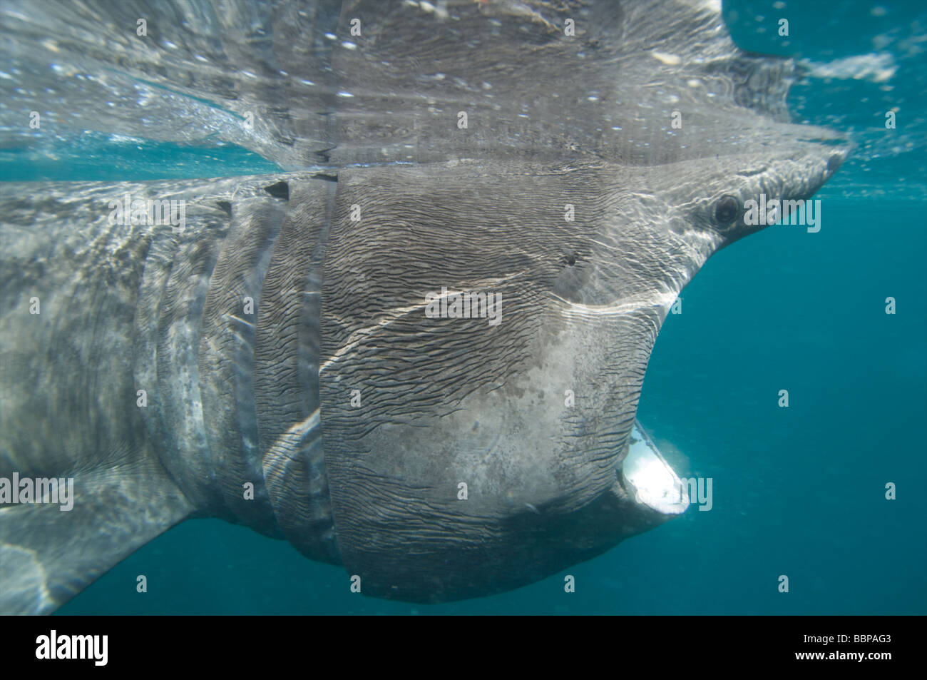 Basking shark gill rakers hi-res stock photography and images - Alamy