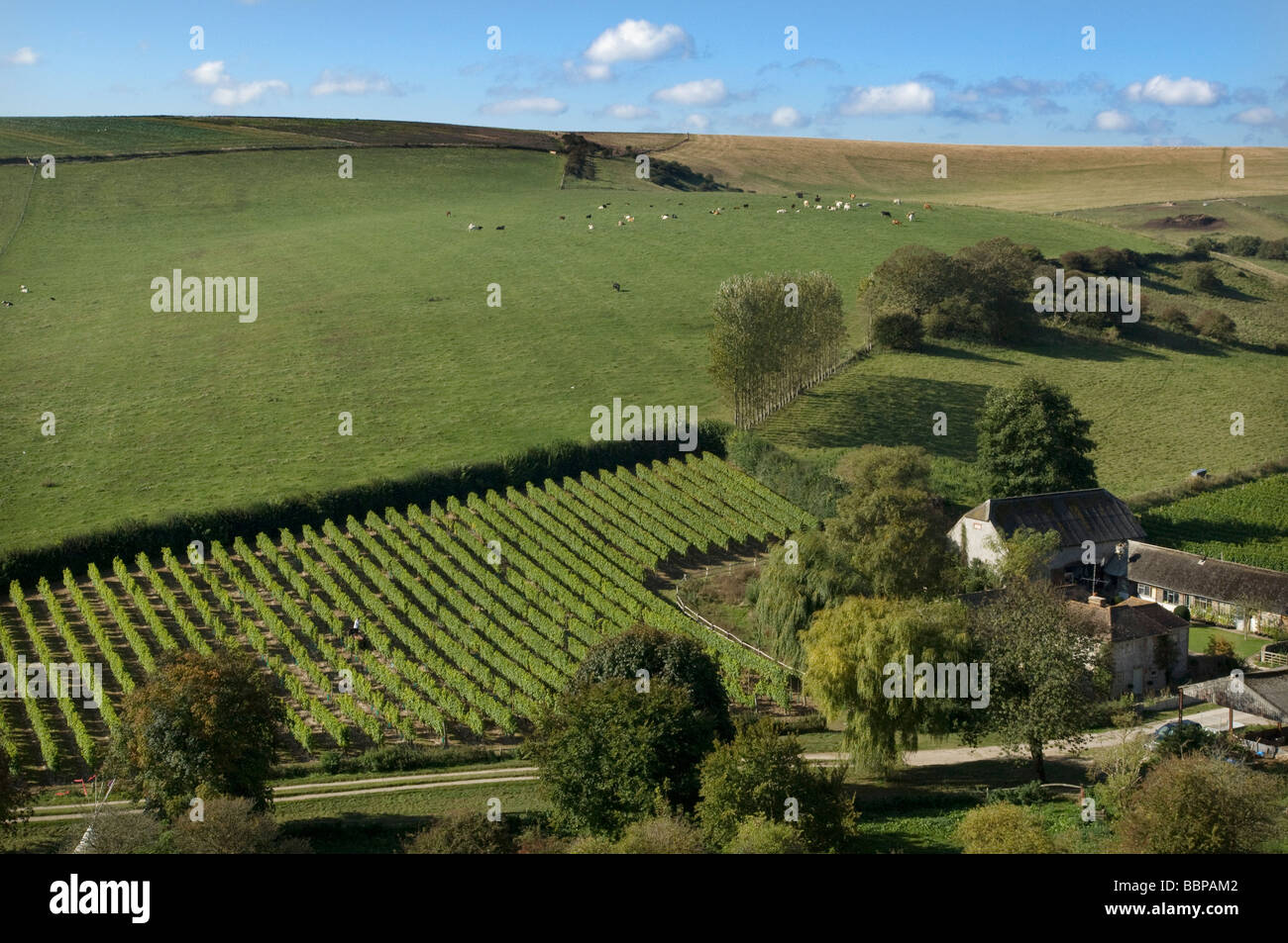 Breaky Bottom Vinyard, Rodmell, Near Lewes, Sussex, England, UK Britain ...