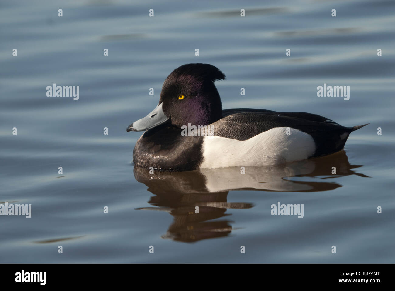 Hybrid duck hi-res stock photography and images - Alamy