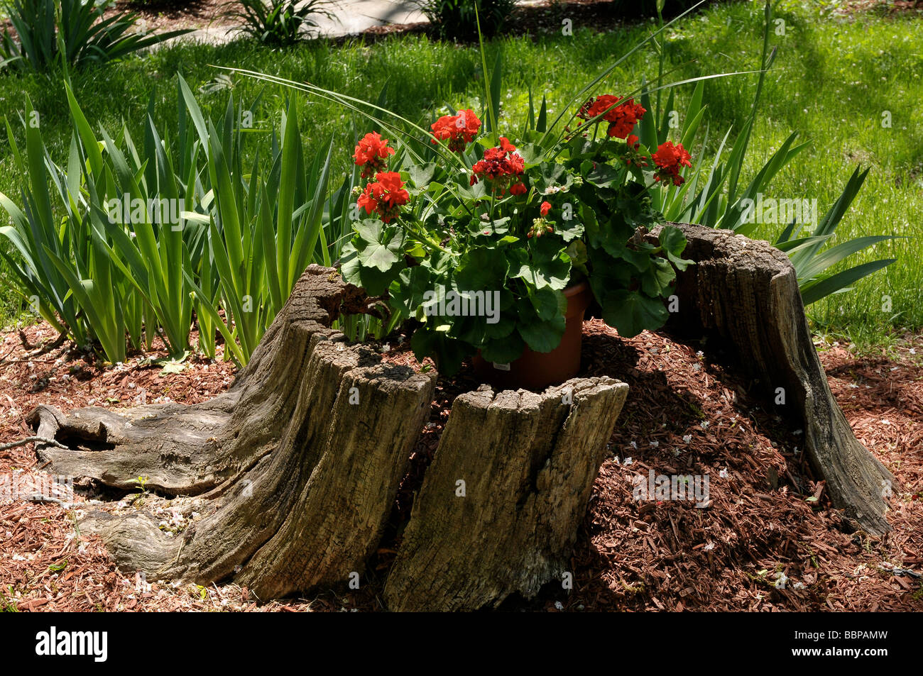 Geranium tree hi-res stock photography and images - Alamy