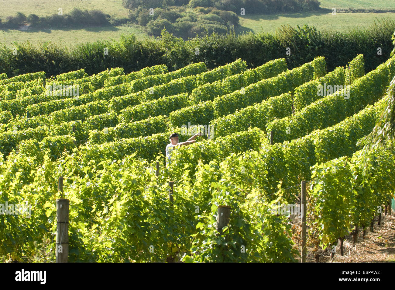 Peter hall tending his vines at breaky bottom vineyard hi-res stock ...