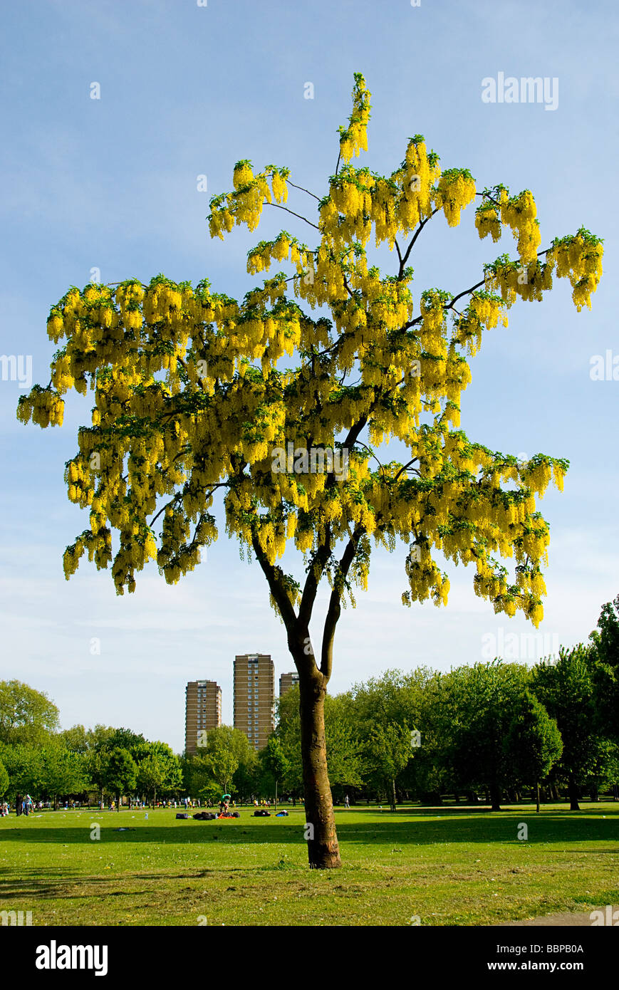 LABURNUM WATERERI in Victoria Park, Hackney Stock Photo - Alamy