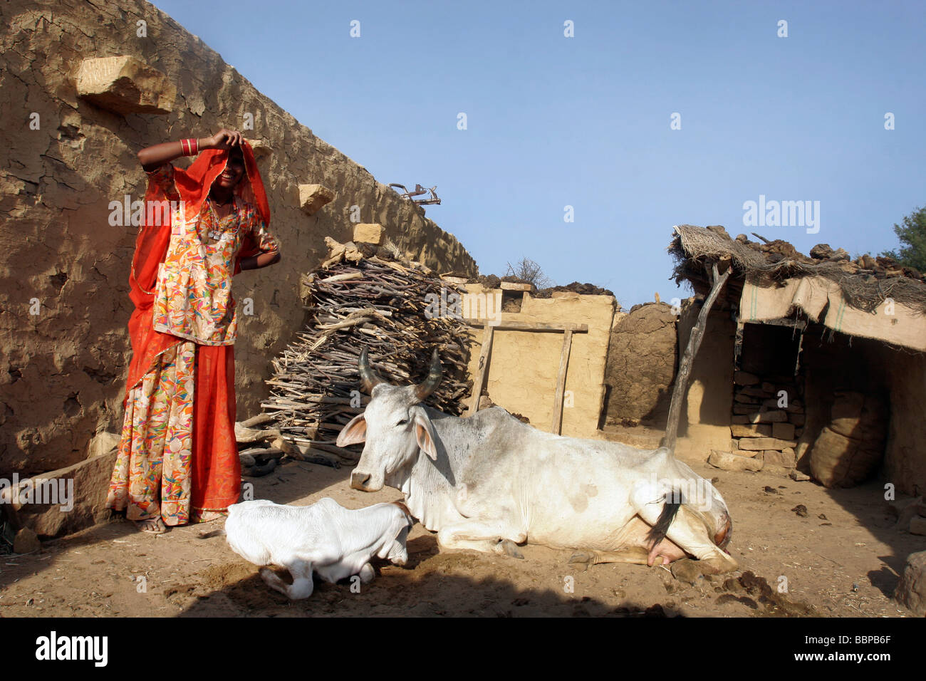 Indian cow in house hi-res stock photography and images - Alamy