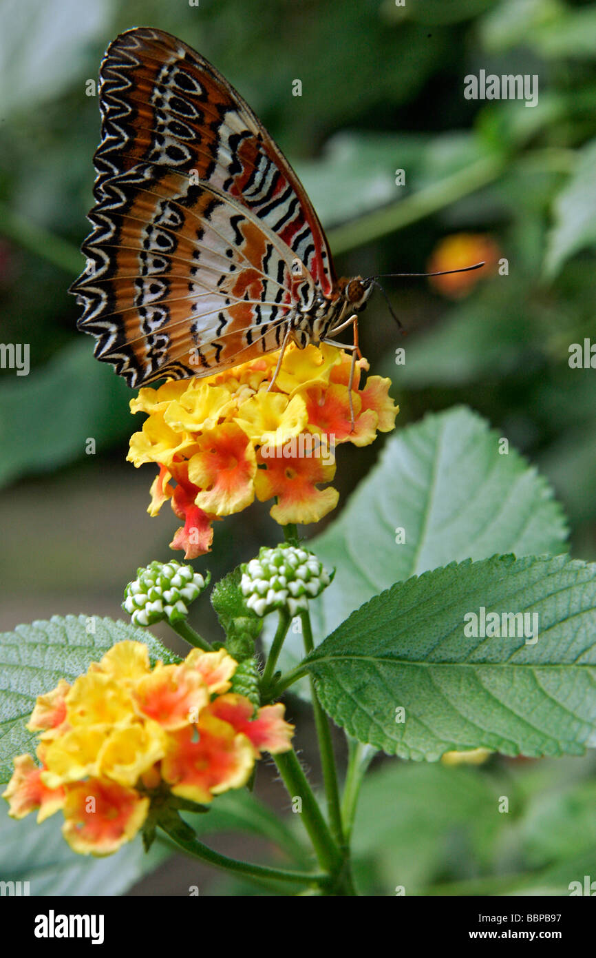 CETHOSIA BIBLIS, PHILIPPINES, BUTTERFLIES IN A TROPICAL GREENHOUSE ...