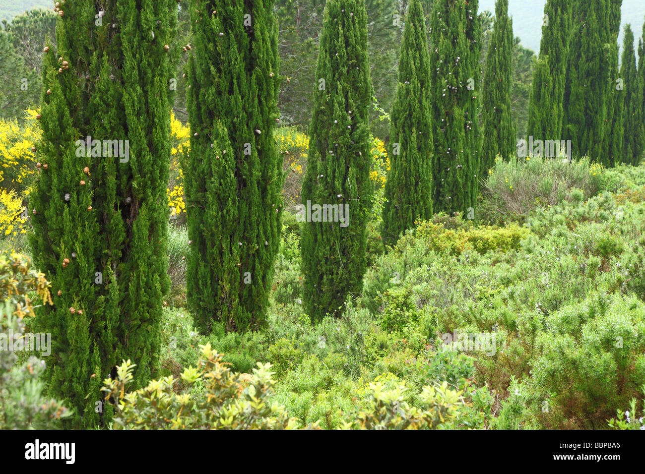 Cypresses hi-res stock photography and images - Alamy