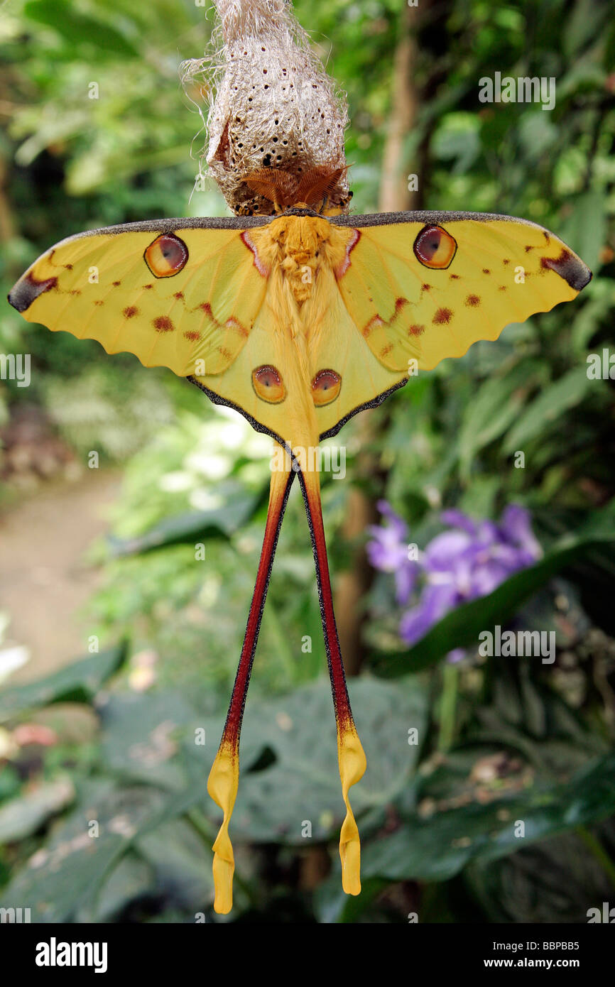 COMET MOTH OF MADAGASCAR ARGEMANITTREI, HOUSE OF TROPICAL BUTTERFLIES ...