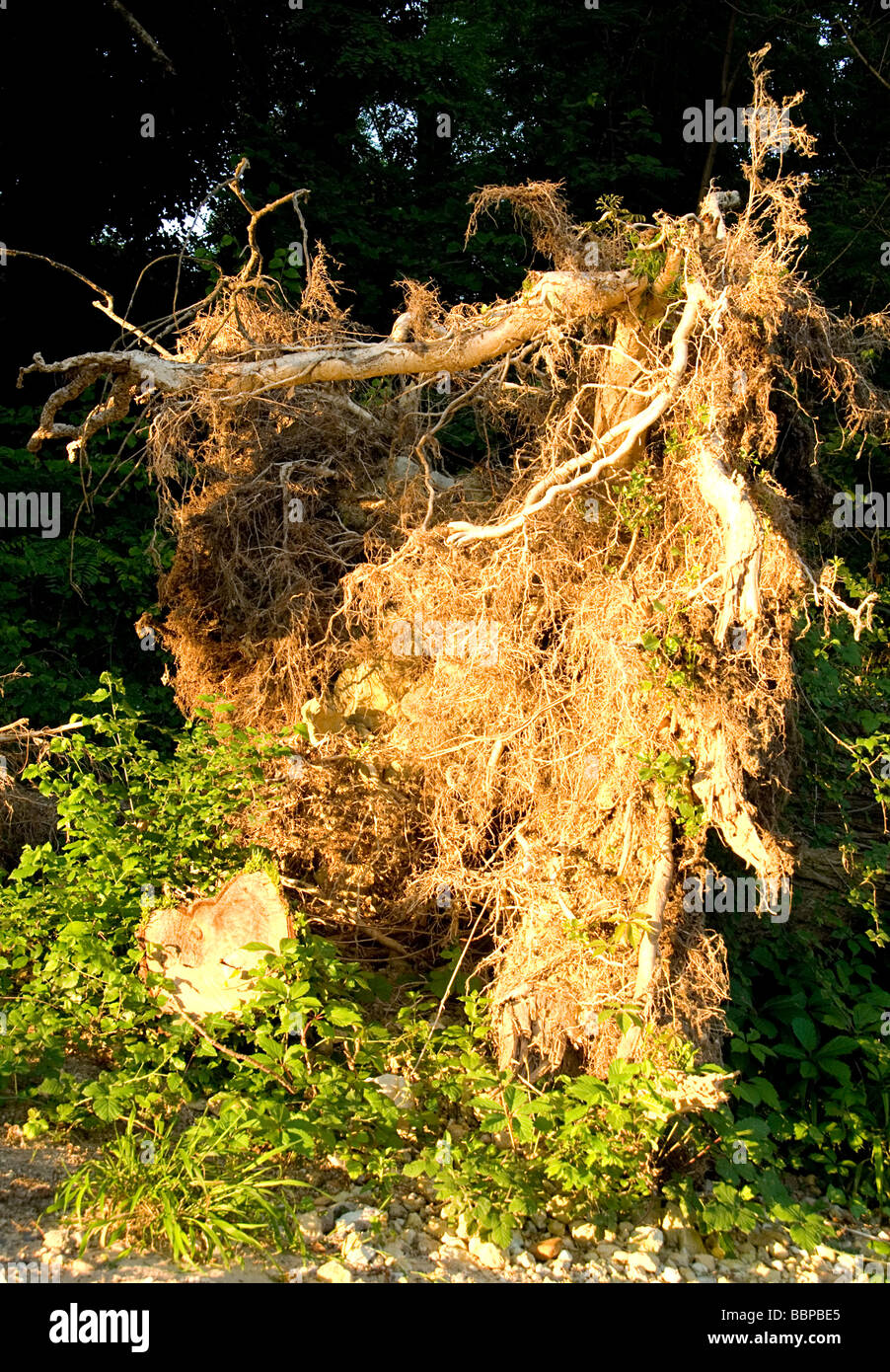 Roots of a tree blown over in the storms in France Stock Photo - Alamy