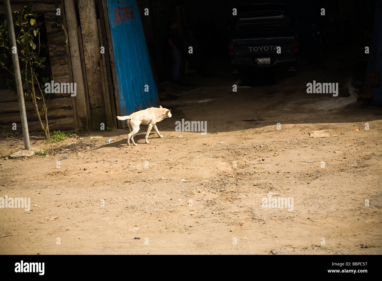 Chimaltenango,Guatemala;Central America,Stray dog wandering into a ...
