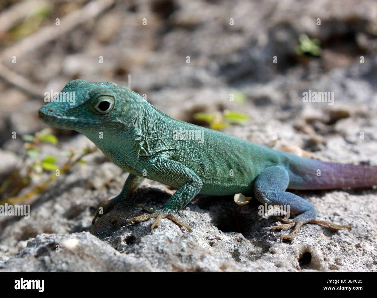 Rainbow Lizards Wallpapers