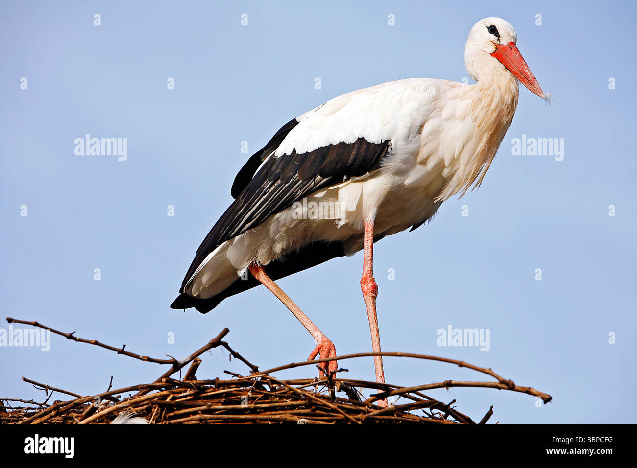 STORK, STORK AND OTTER PARK, HUNAWIHR, HAUT-RHIN (68), ALSACE, FRANCE ...
