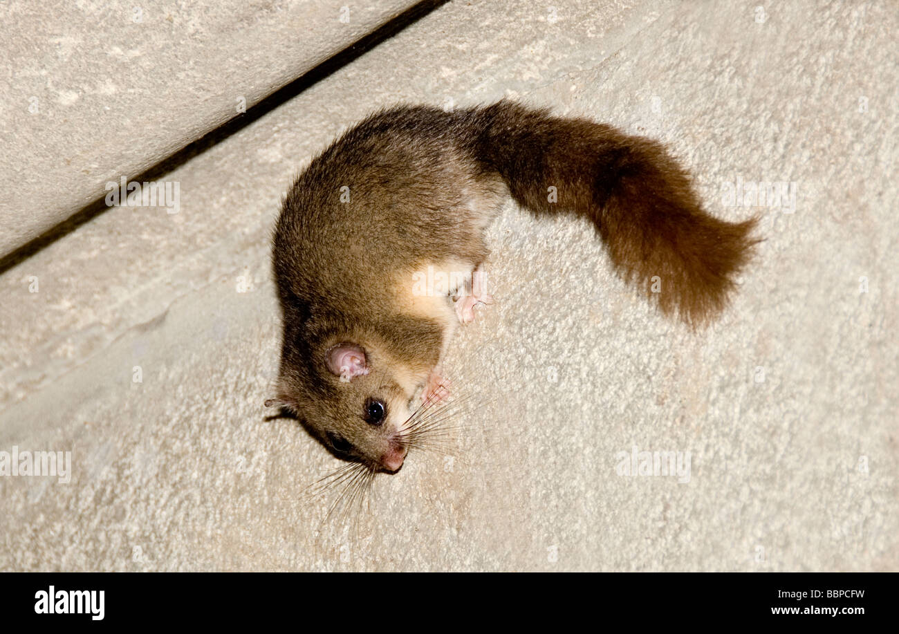 Glis glis hi-res stock photography and images - Alamy