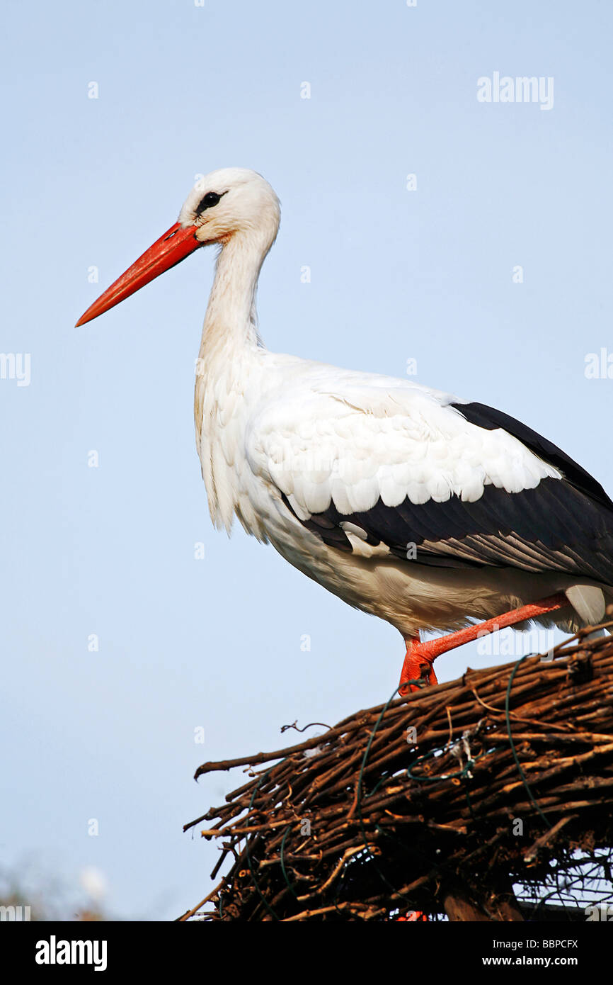 STORK, STORK AND OTTER PARK, HUNAWIHR, HAUT-RHIN (68), ALSACE, FRANCE ...