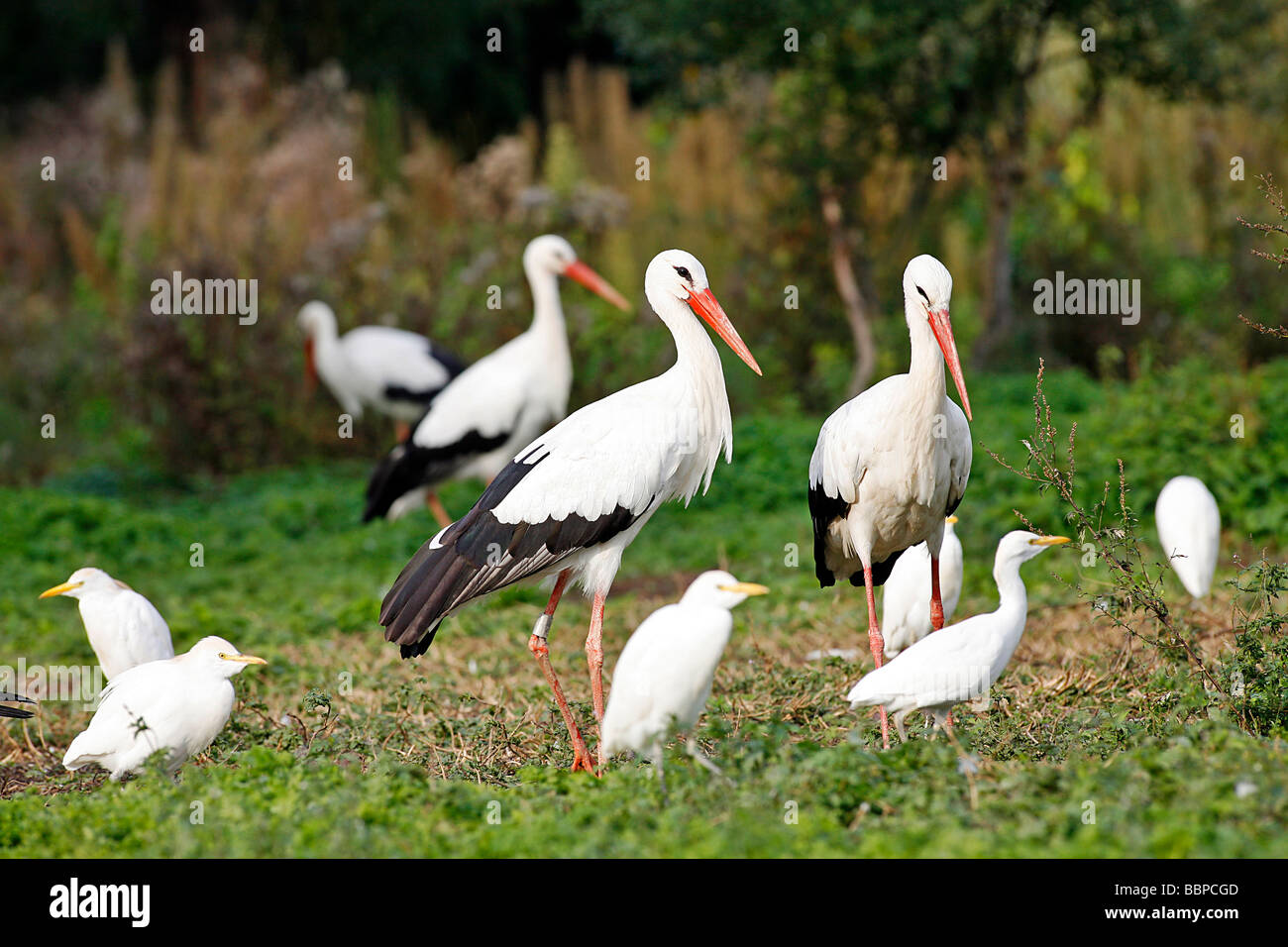 Hunawihr storks hi-res stock photography and images - Alamy