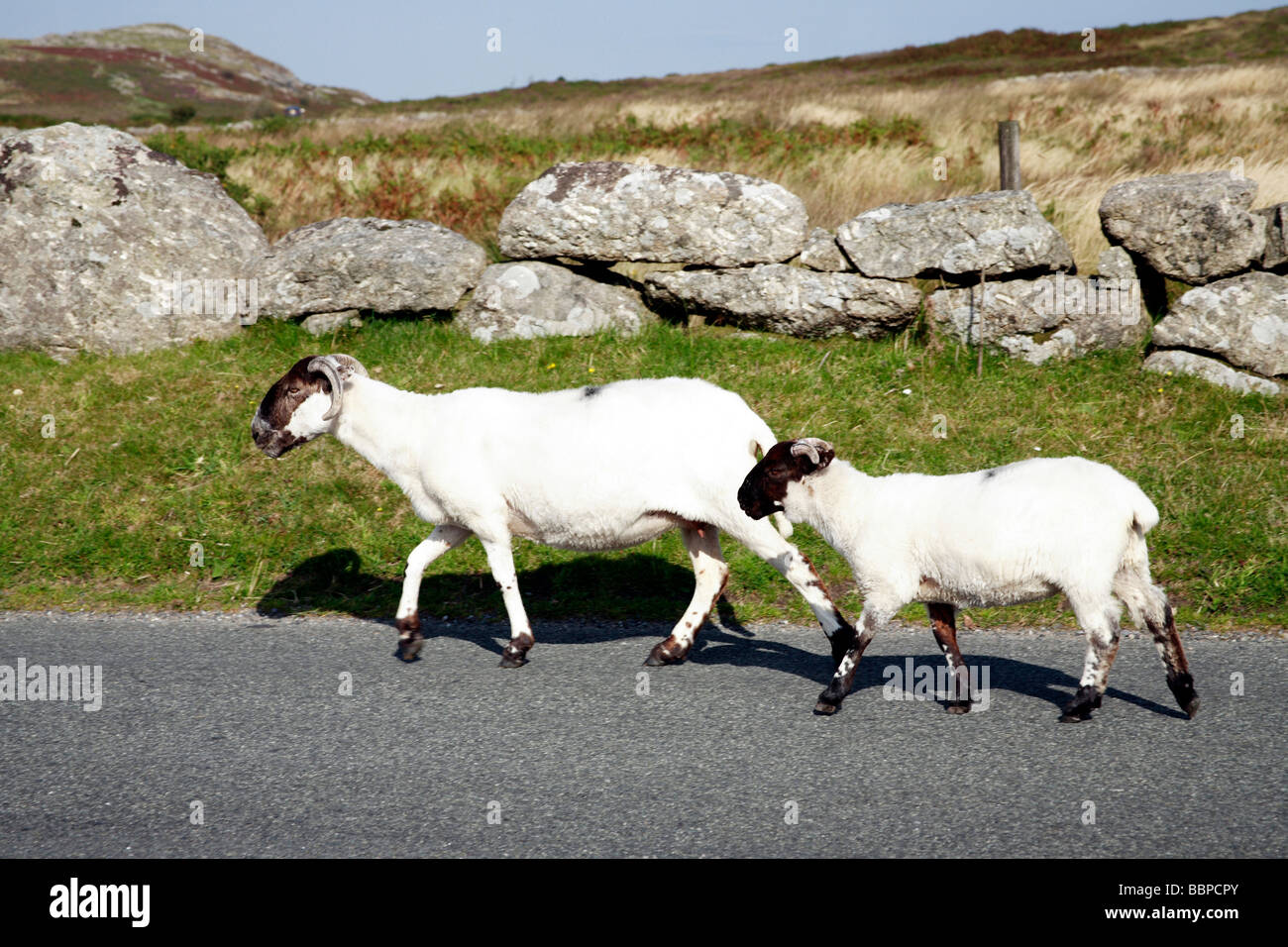Sheep walking on country lane Stock Photo - Alamy