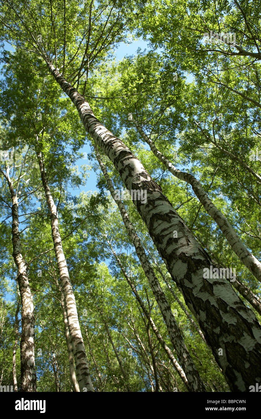 Spring birch forest - low camera angle Stock Photo - Alamy