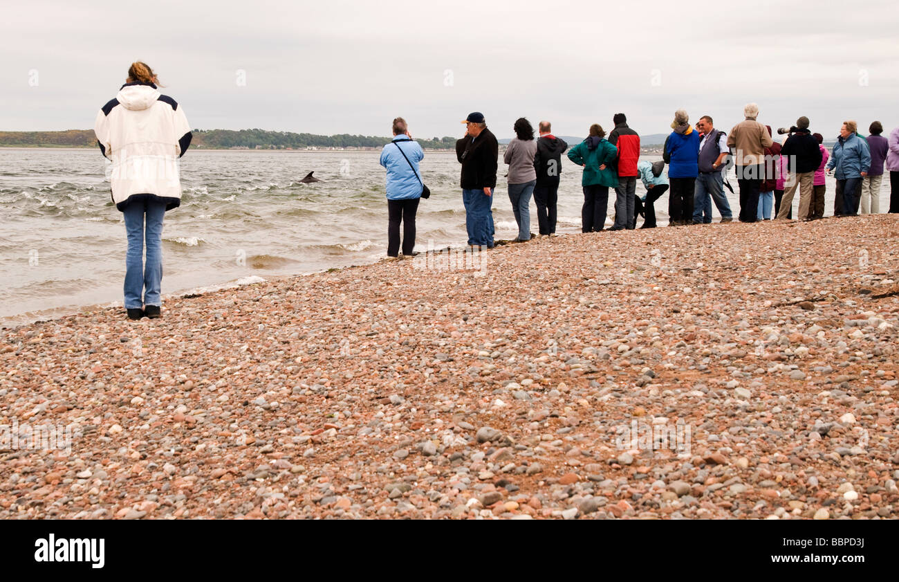 bottlenose dolphin watching on Black Isle, Scotland, UK Stock Photo - Alamy