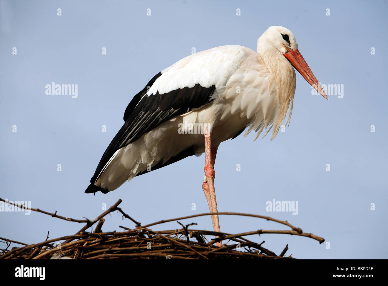 STORK, STORK AND OTTER CONSERVATION CENTER, HUNAWIHR, HAUT-RHIN (68 ...