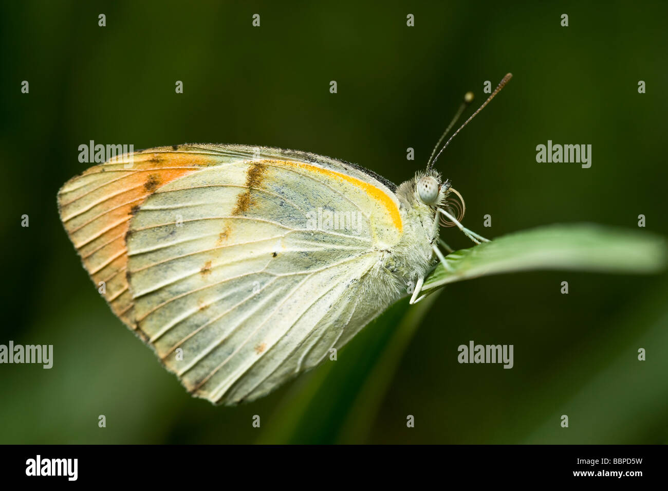 Colotis ione hi-res stock photography and images - Alamy