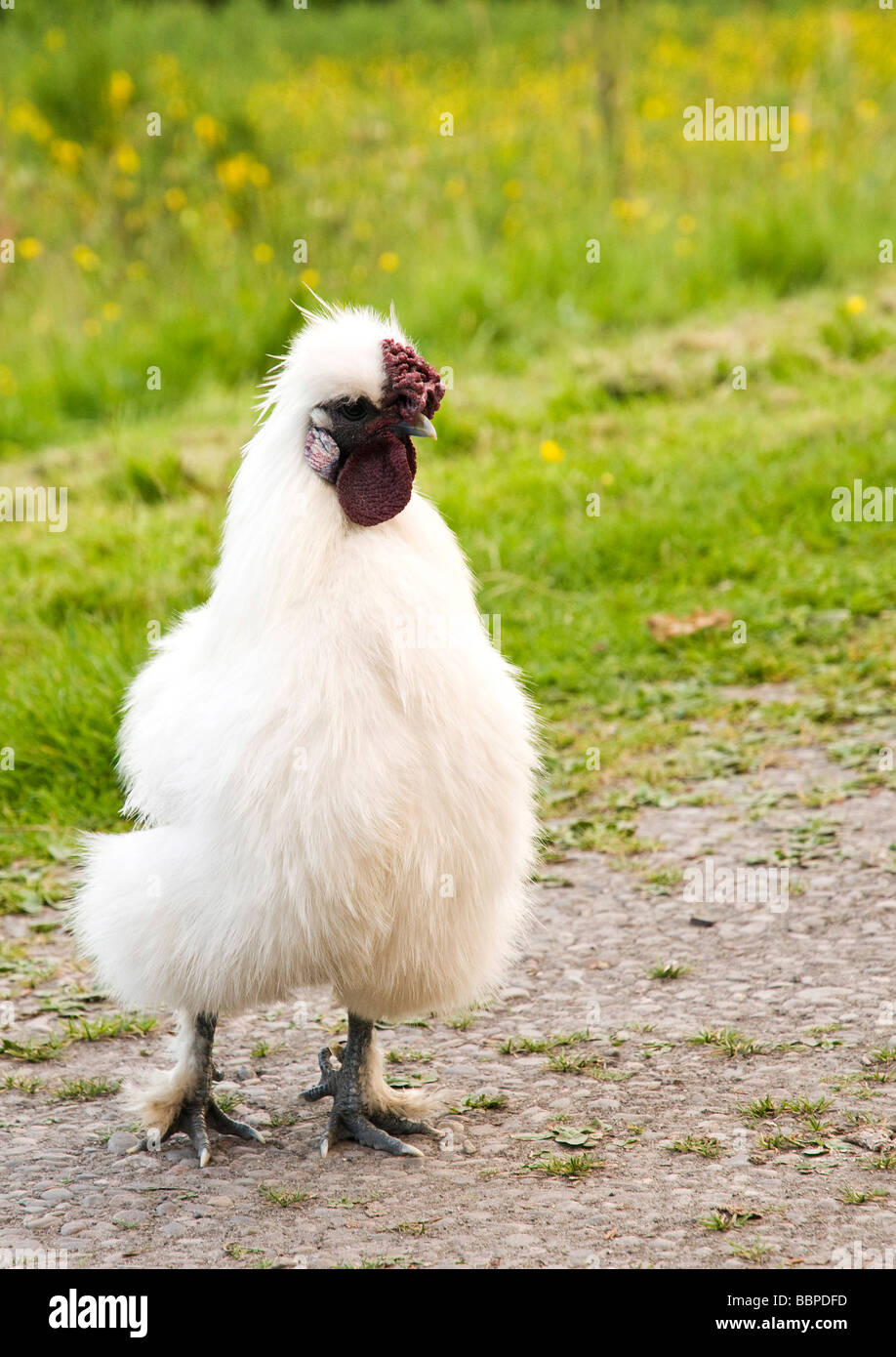 white fluffy free range chicken Stock Photo - Alamy