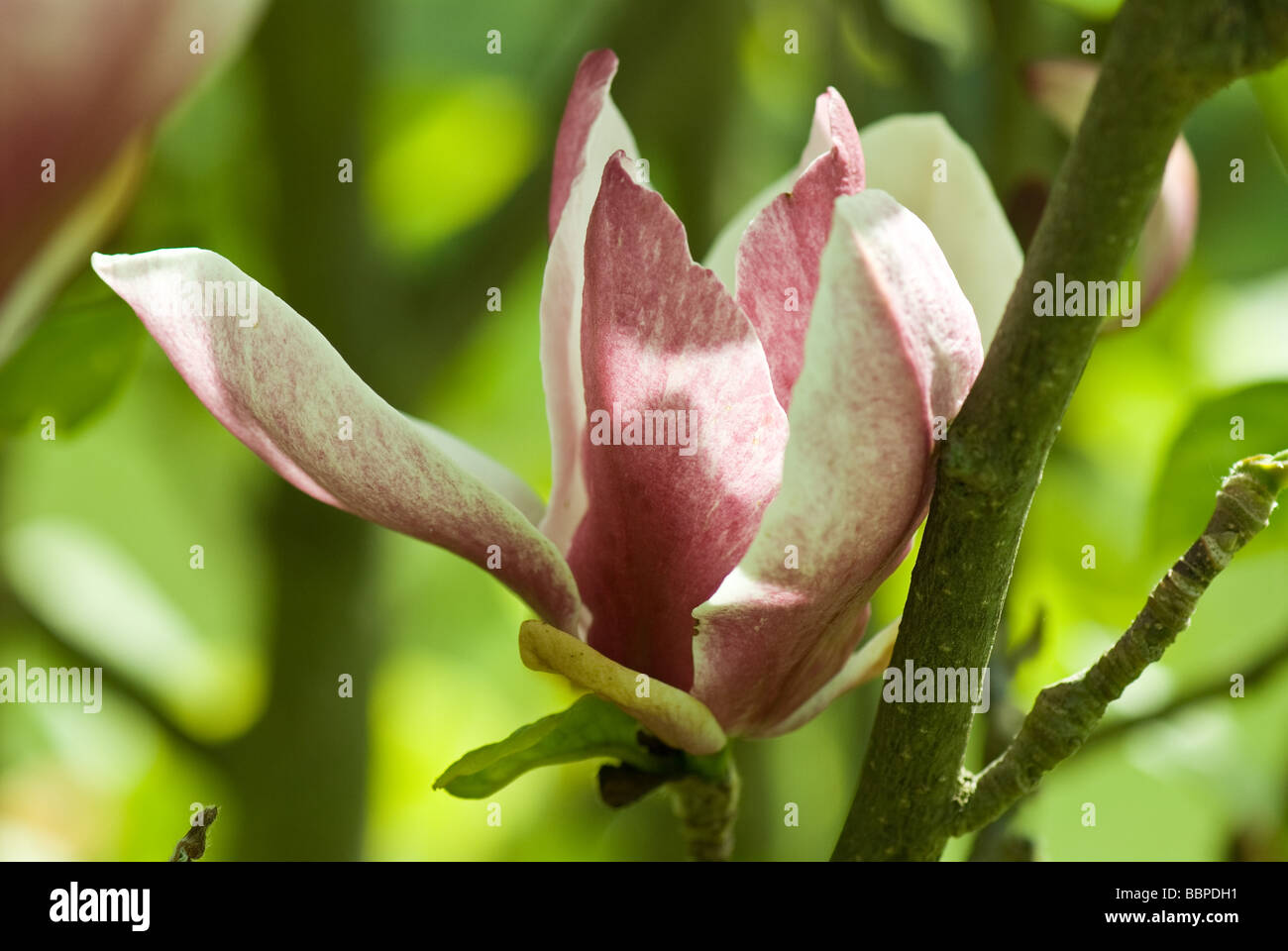 Magnolia Pickards Ruby Stock Photo - Alamy
