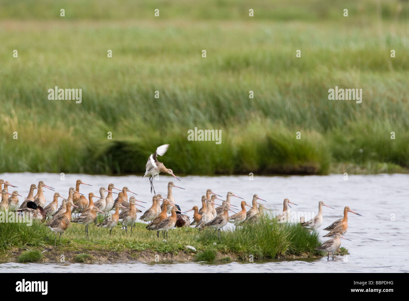 Black-tailed Godwit Limosa limosa in summer plumage on roost Kent UK ...