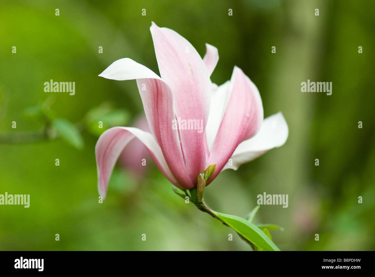 Pink spectrum hi-res stock photography and images - Alamy