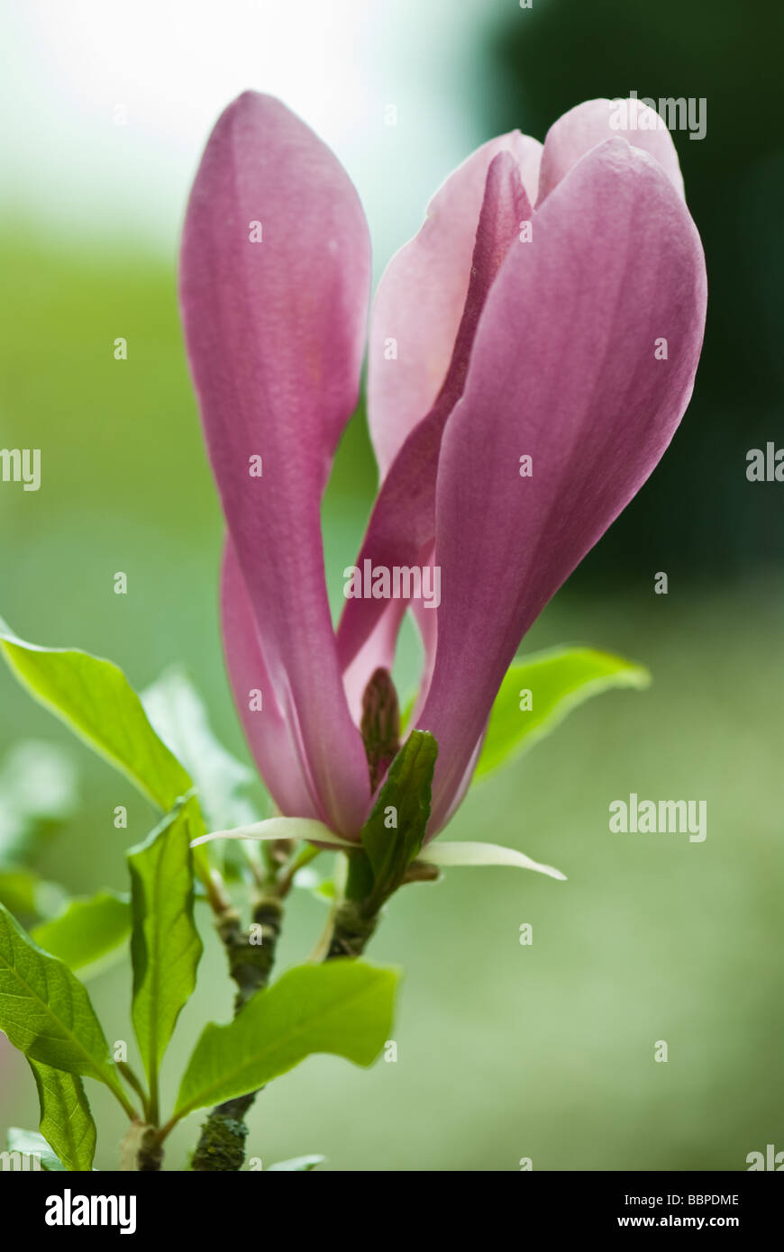 Magnolia susan hi-res stock photography and images - Alamy
