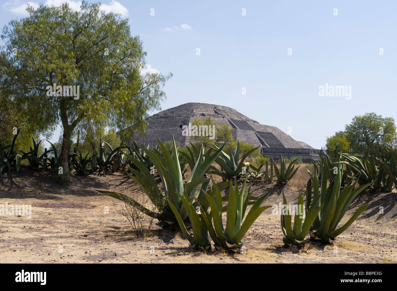 Cacti from the Pyramid of the mood at Teotihuacan, Mexico City, Mexico ...