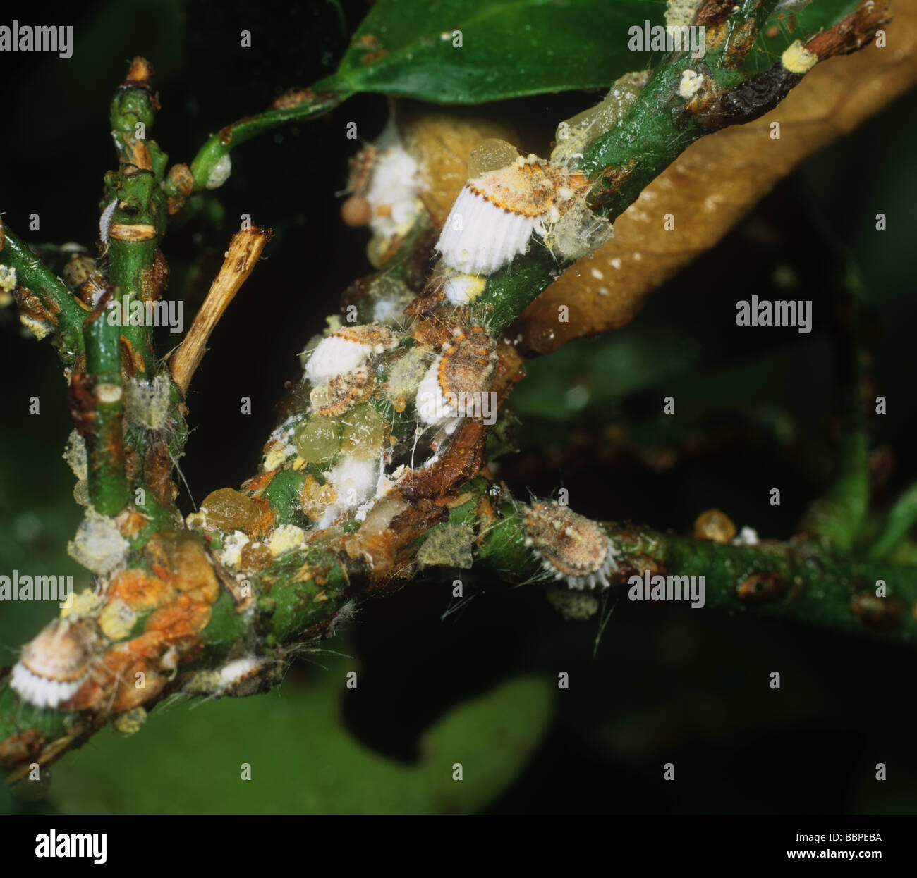 Citrus scale pest hi-res stock photography and images - Alamy