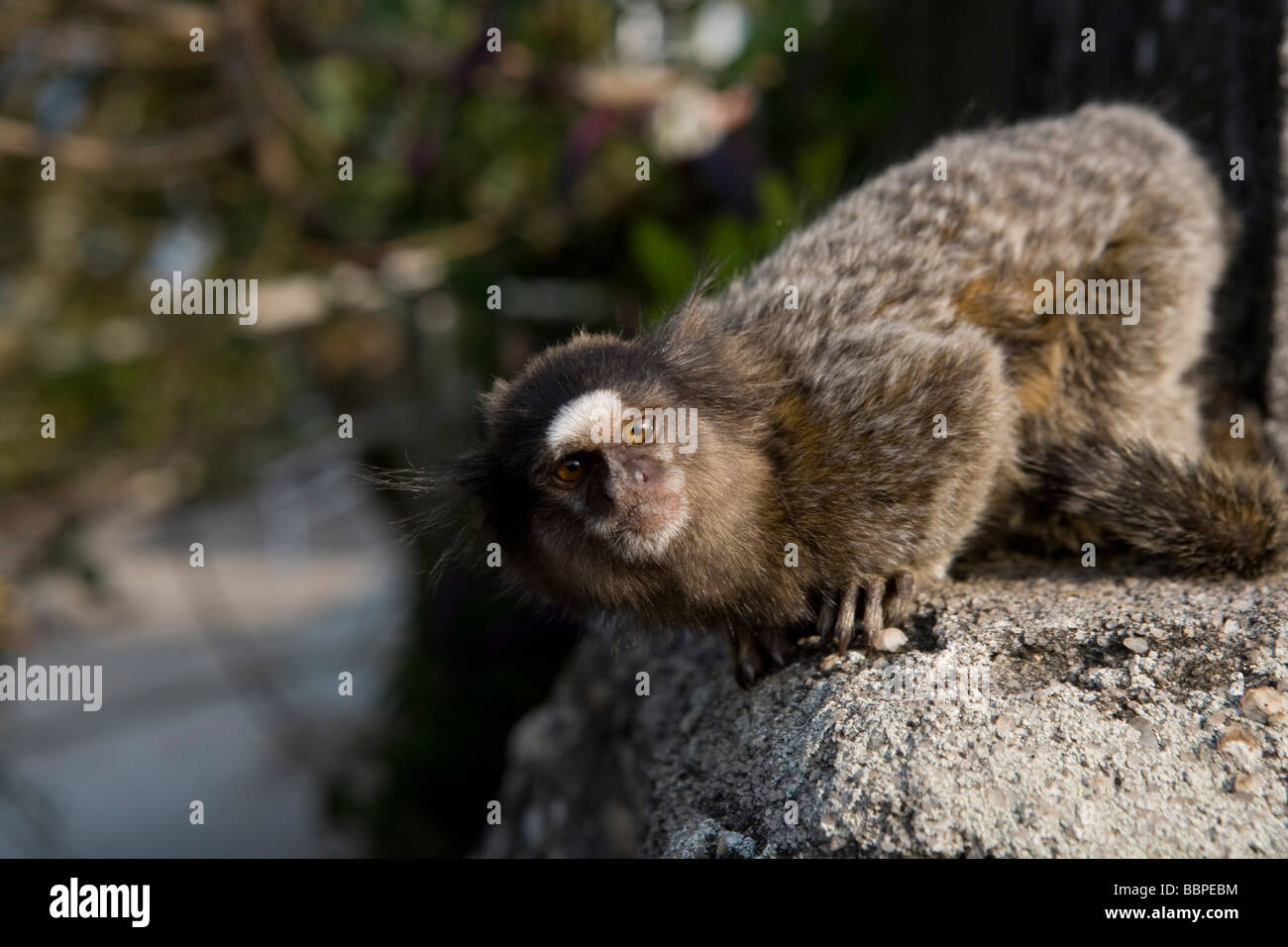 Monkey rio de janeiro hi-res stock photography and images - Alamy