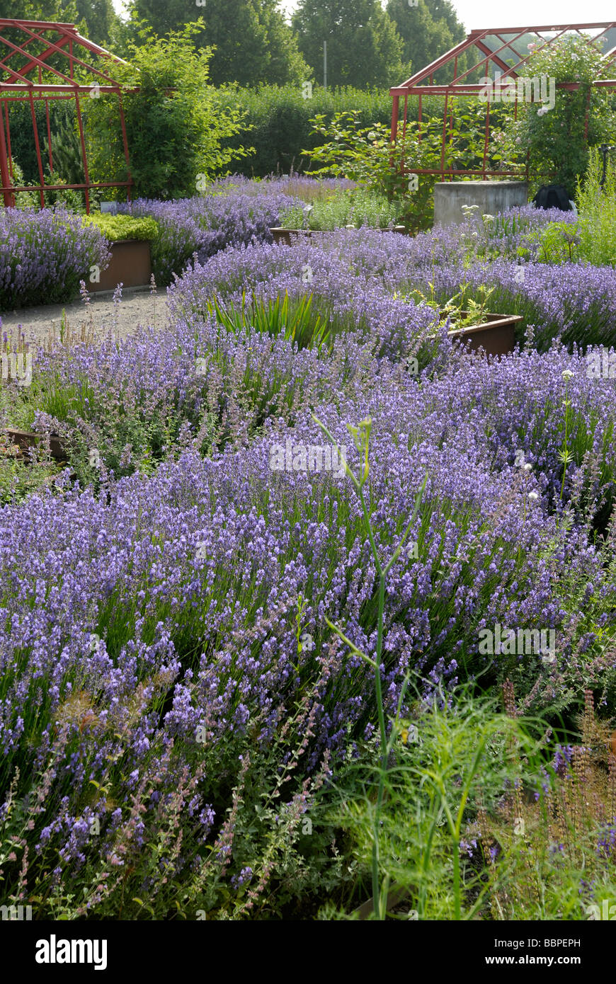 lavender Lavandula angustifolia garden flowers Stock Photo - Alamy