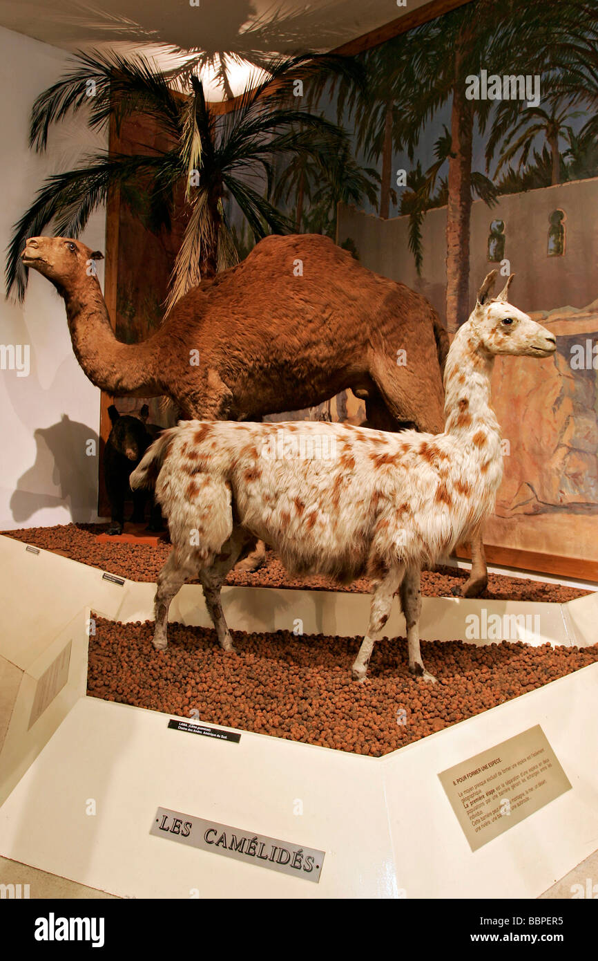 CAMELIDAE, MUSEUM OF NATURAL HISTORY, BOURGES, CHER (18), FRANCE Stock ...