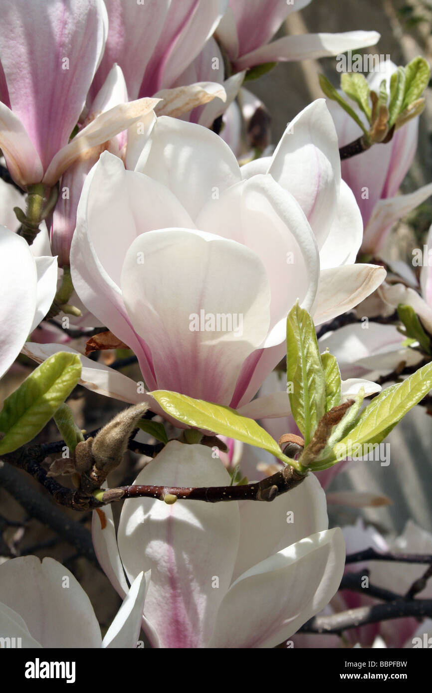 Magnolia flower shoot hi-res stock photography and images - Alamy