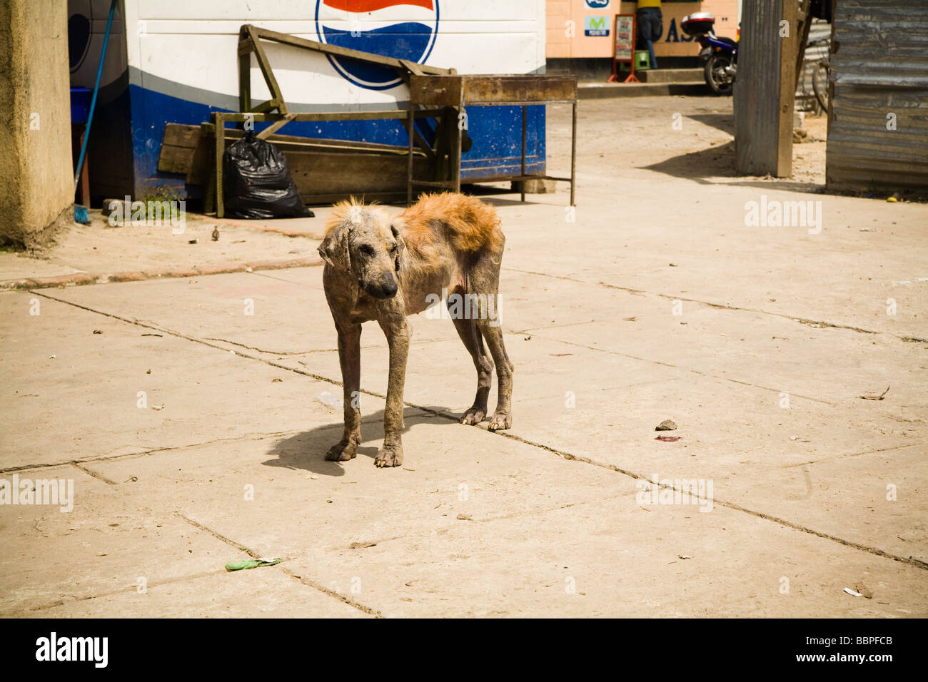 Patzicia,Guatemala;Central America,Stray dog in bad condition Stock ...
