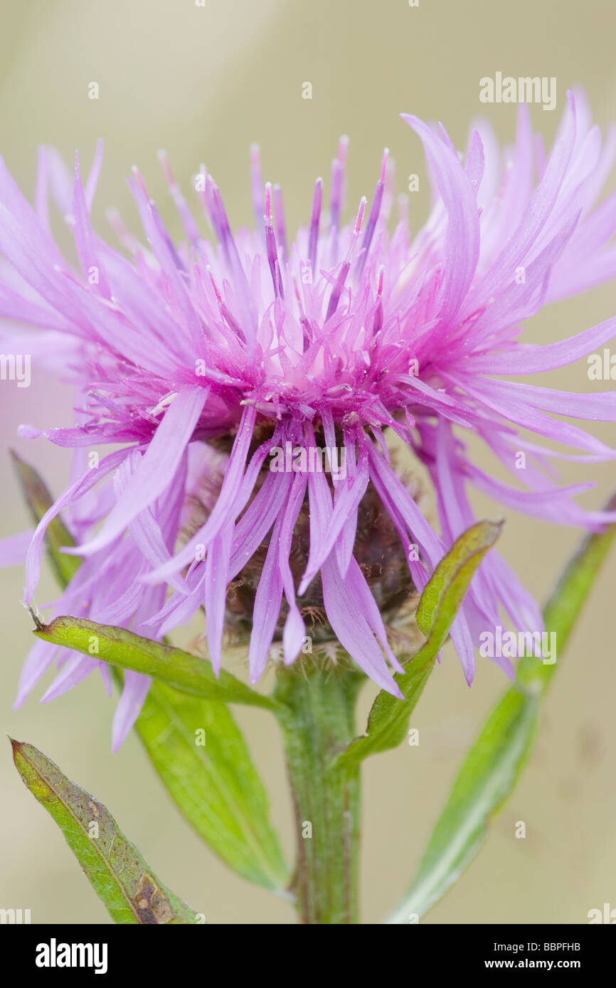Common Knapweed Centaurea nigra flower Stock Photo - Alamy